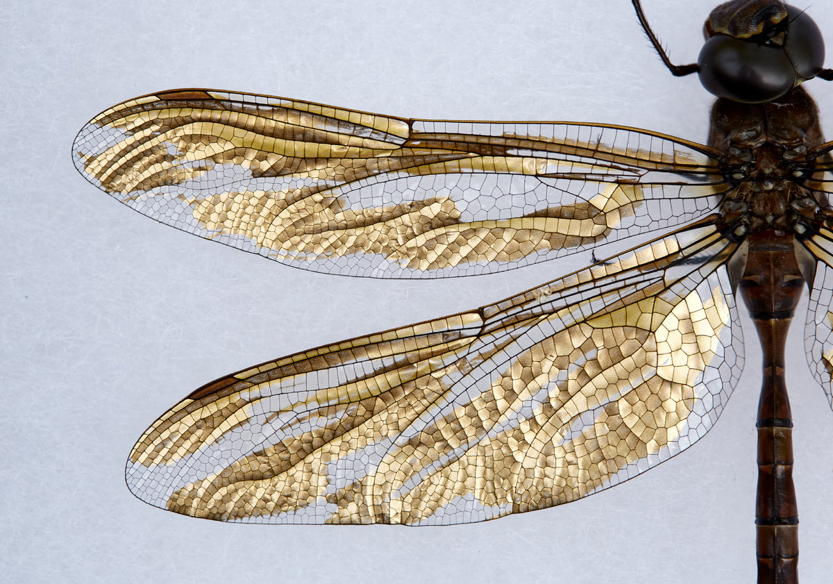 Transformation – TKB Studio